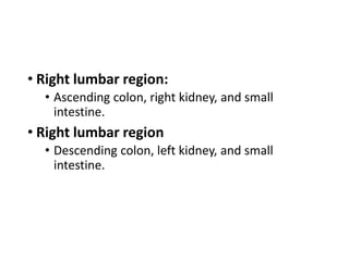 Abdominopelvic quadrants and regions.pptx | Reproductive Health ...