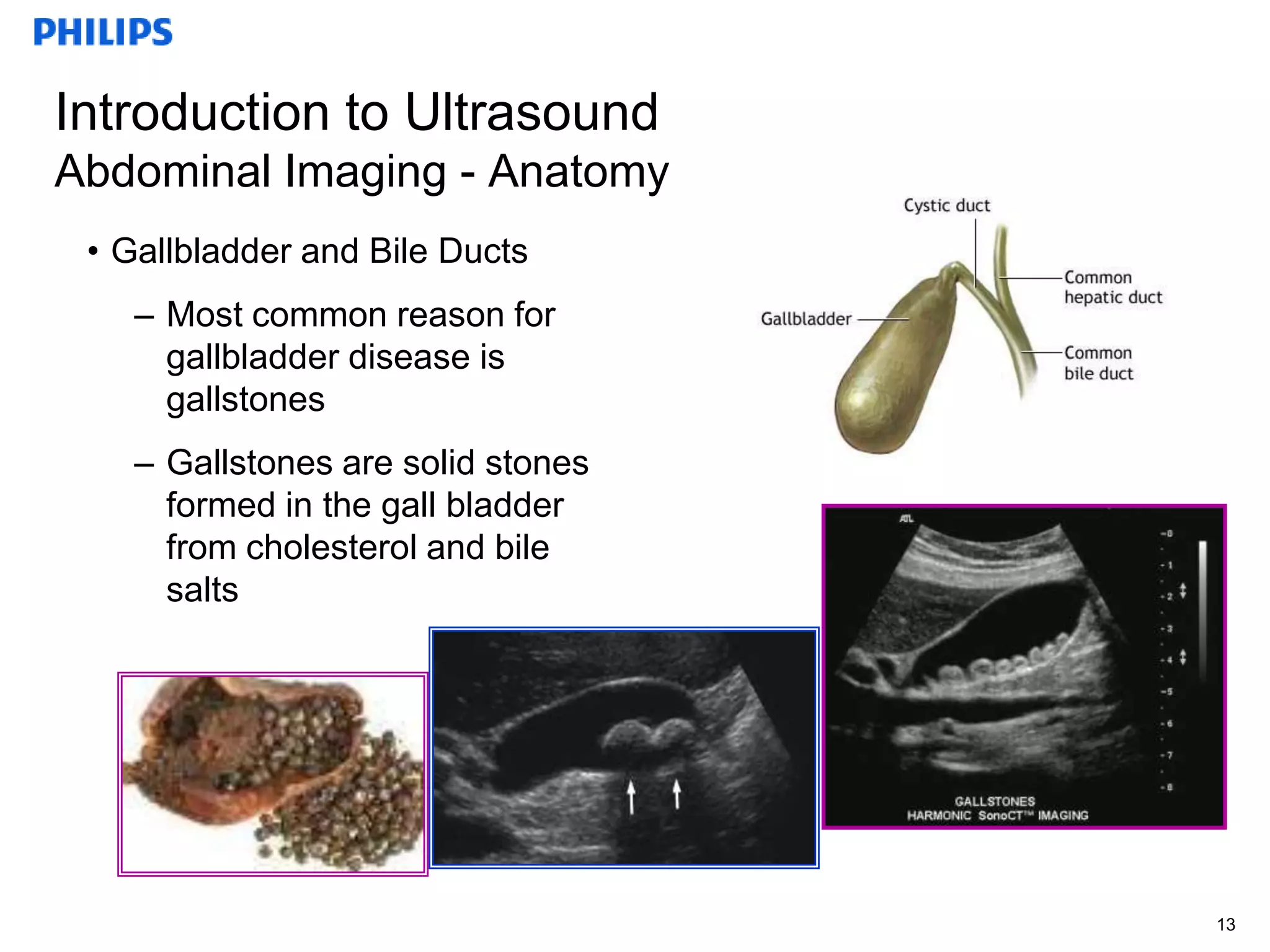 Abdo, smp, msk, vasc routine exams anatomy | PPTX