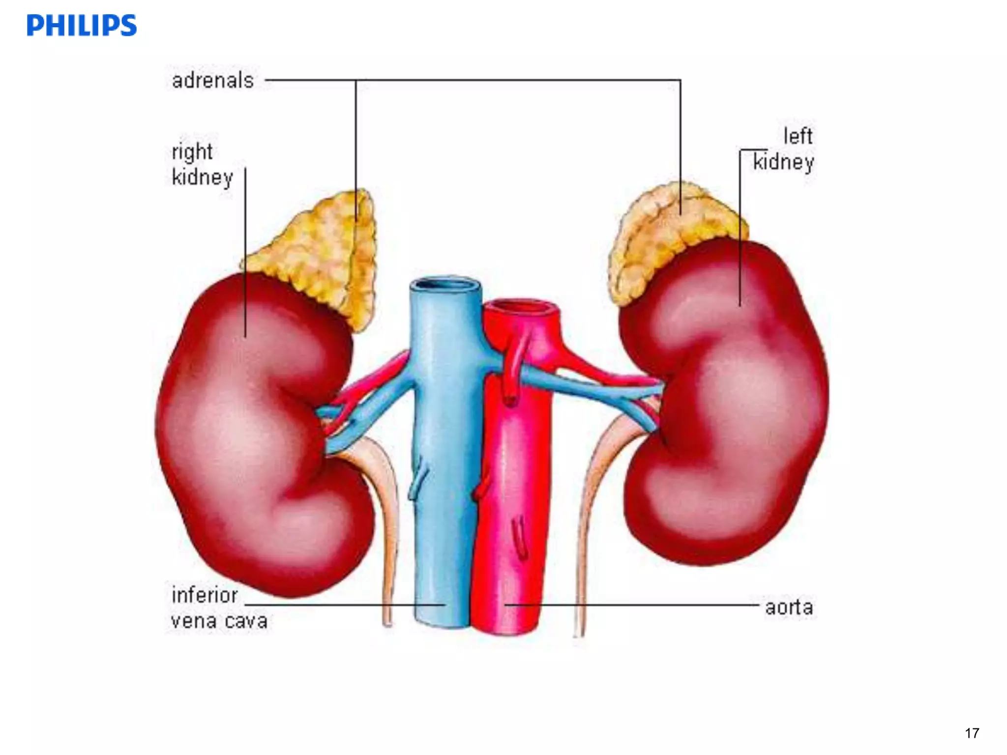 Abdo, smp, msk, vasc routine exams anatomy | PPTX