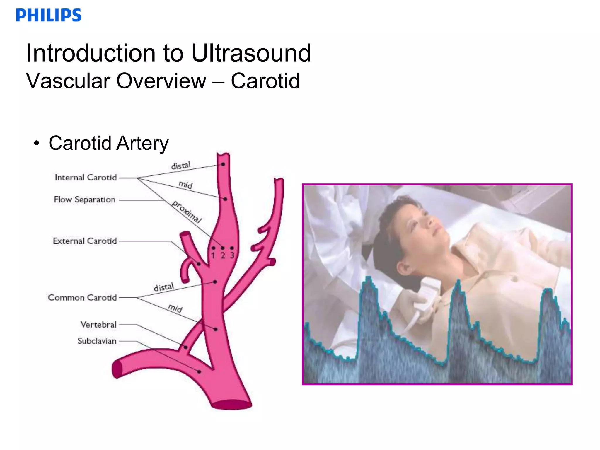Abdo, smp, msk, vasc routine exams anatomy | PPTX