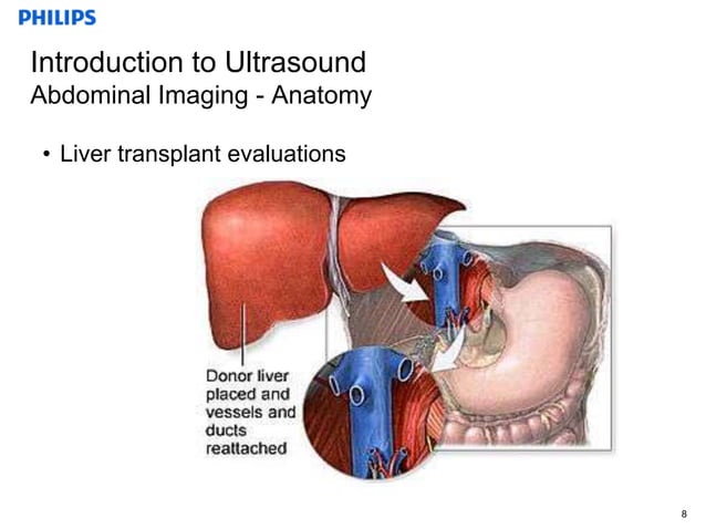 Abdo, smp, msk, vasc routine exams anatomy | PPTX | Thyroid Disorders ...