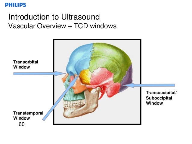 Abdo, smp, msk, vasc routine exams anatomy