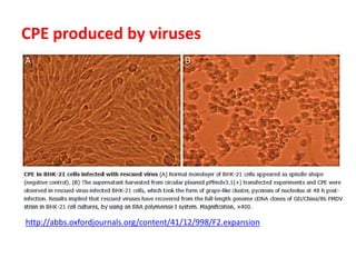 Points in Practical Virology | PPTX