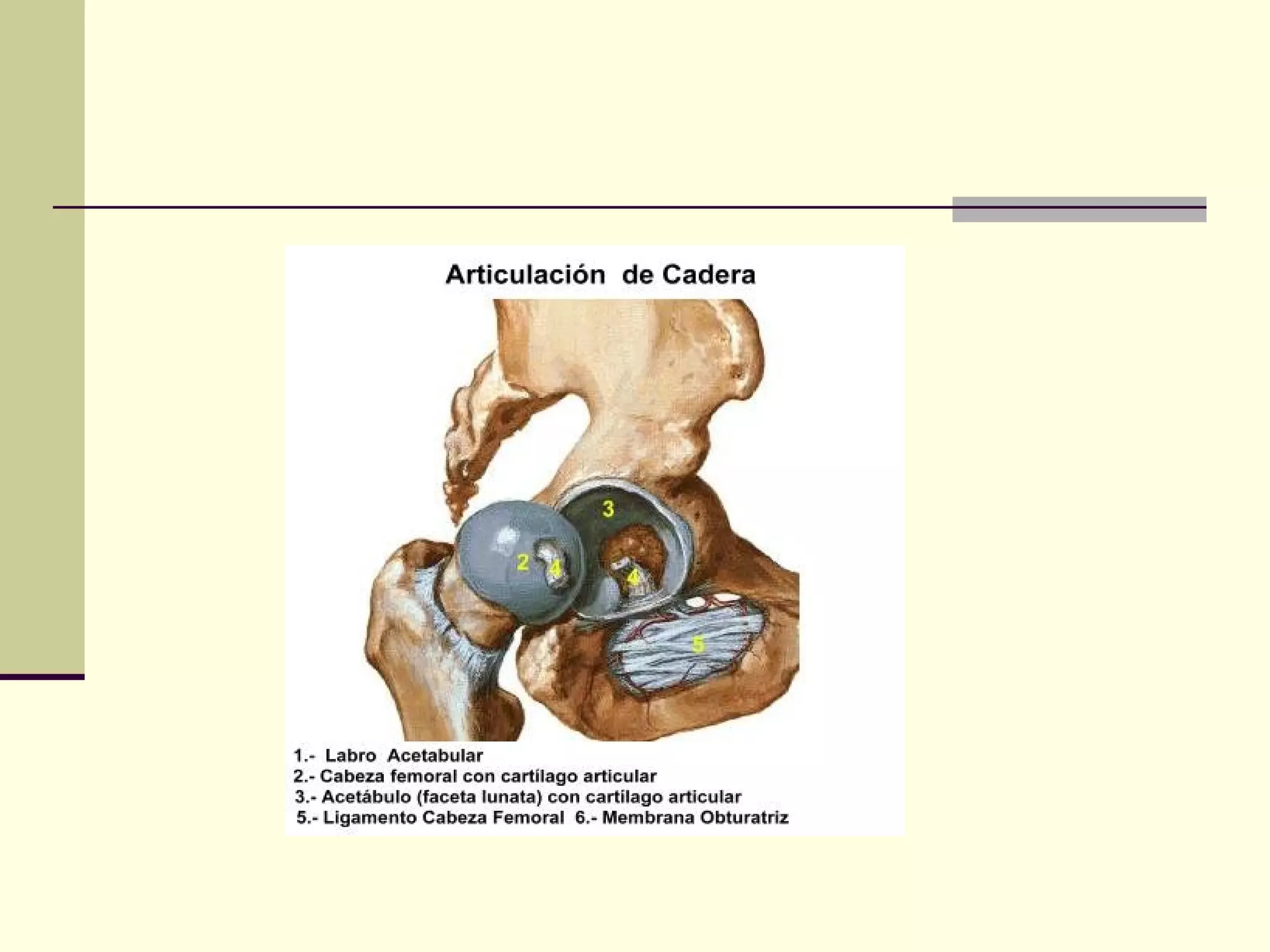 Abducción y aduccion de cadera.ppt completo | PPT