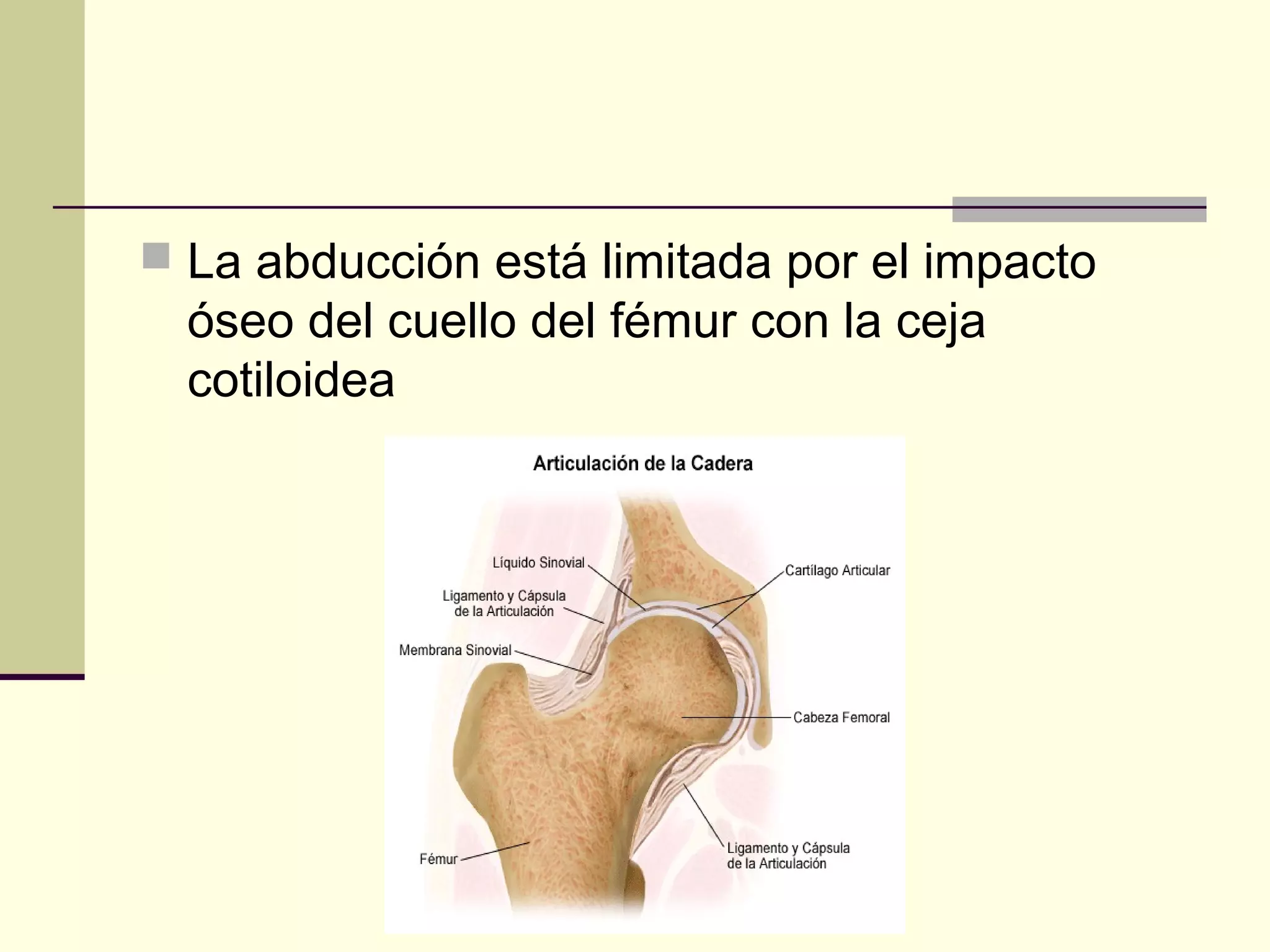 Abducción y aduccion de cadera.ppt completo | PPT