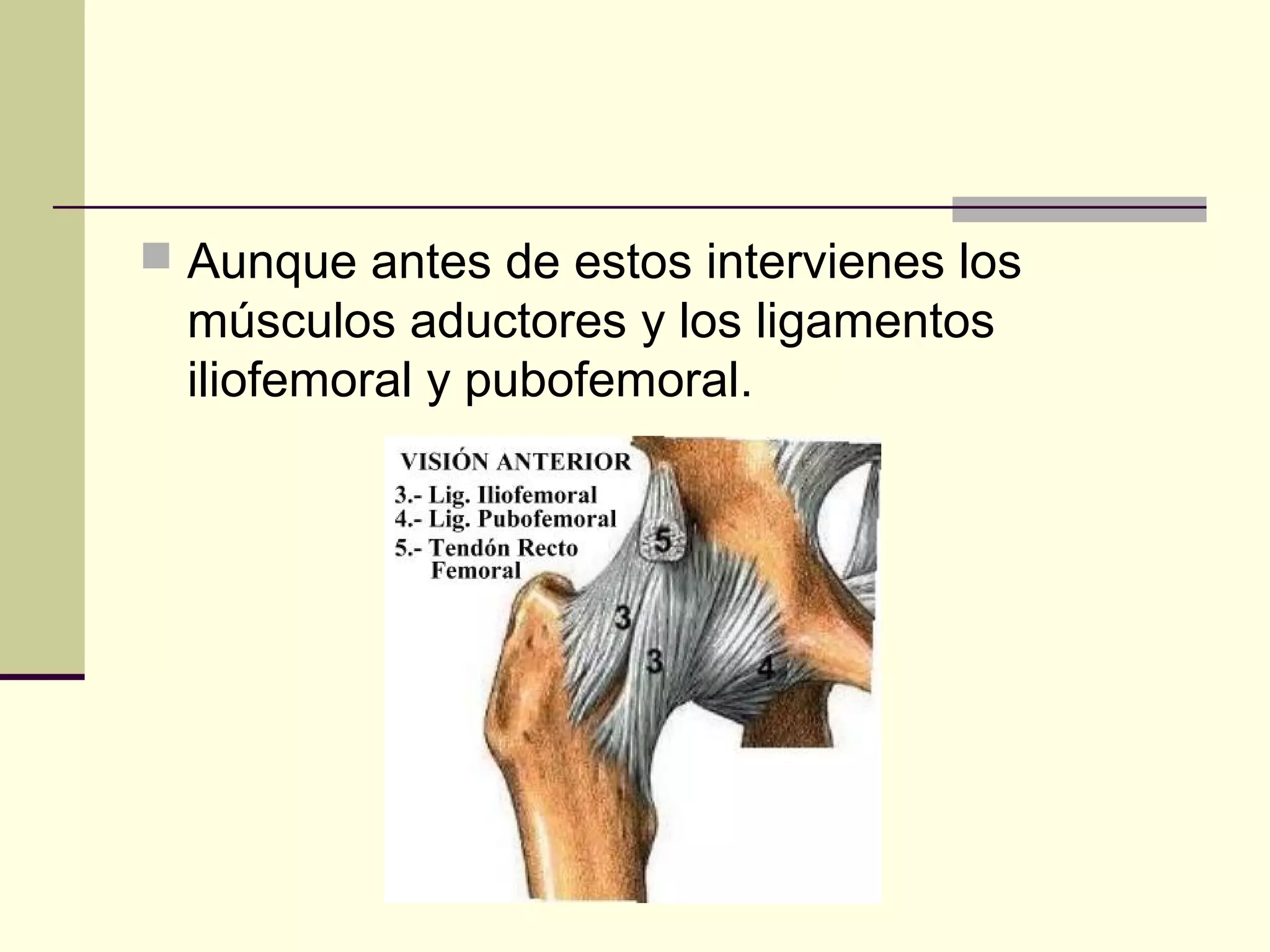 Abducción y aduccion de cadera.ppt completo | PPT