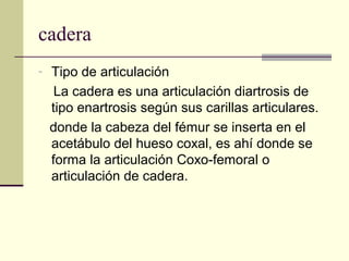 Abducción y aduccion de cadera.ppt completo | PPT