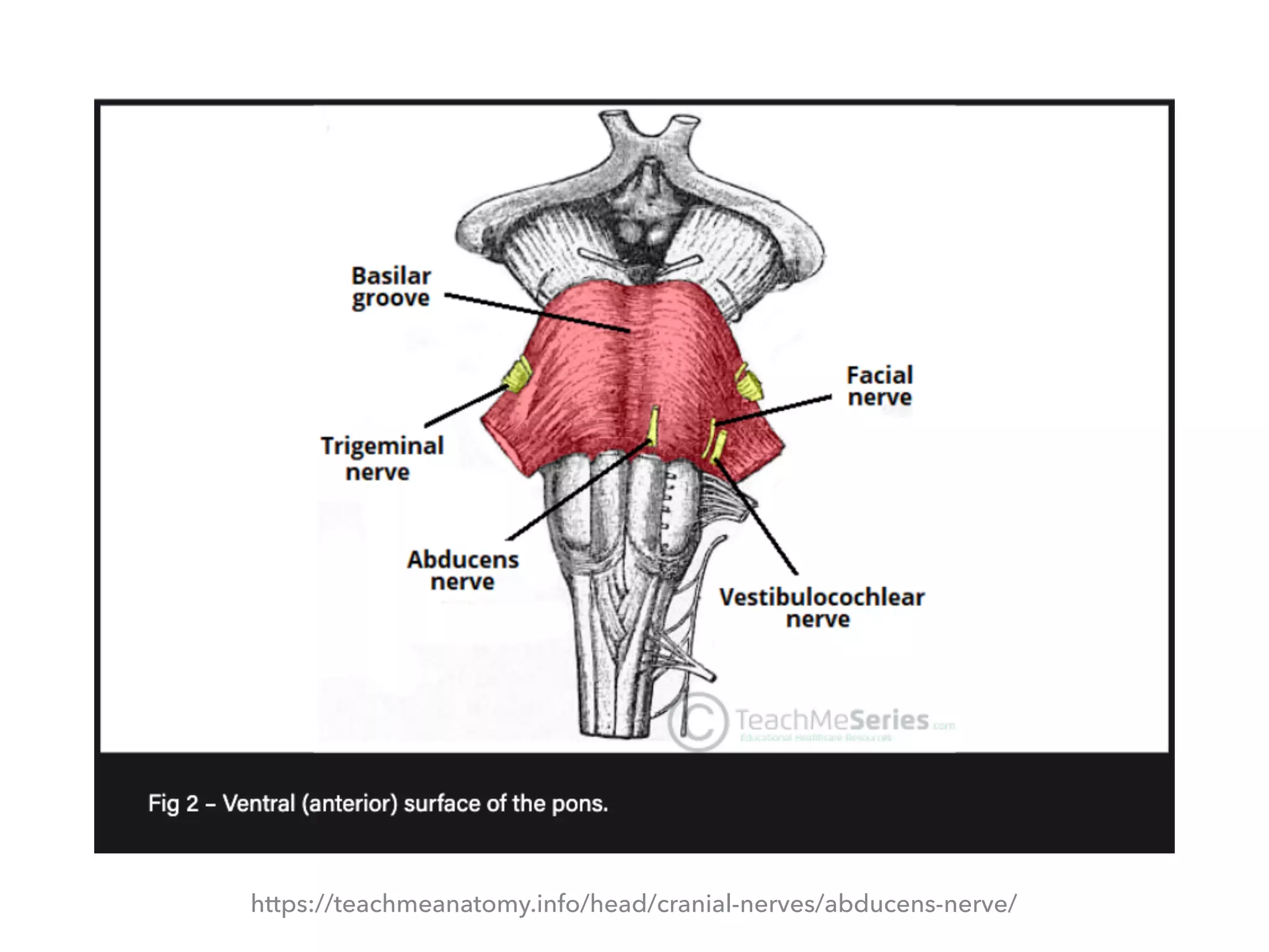 Abducens nerve | PDF