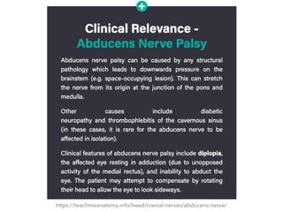 Abducens nerve | PDF
