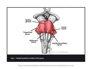 Abducens nerve | PDF