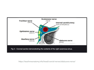 Abducens nerve | PDF
