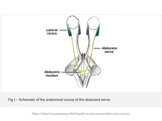 Abducens nerve | PPT