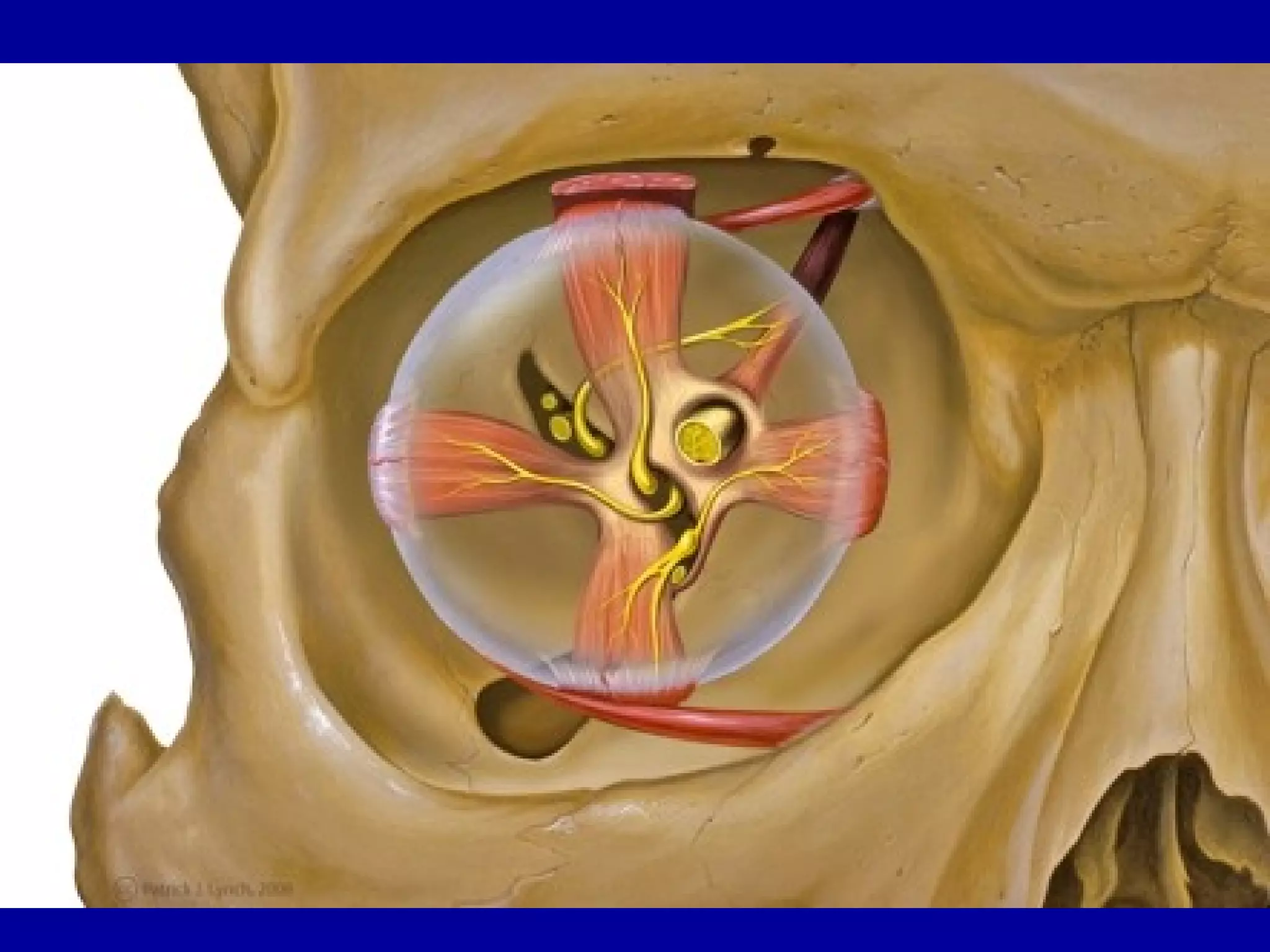 Abducent nerve | PPT
