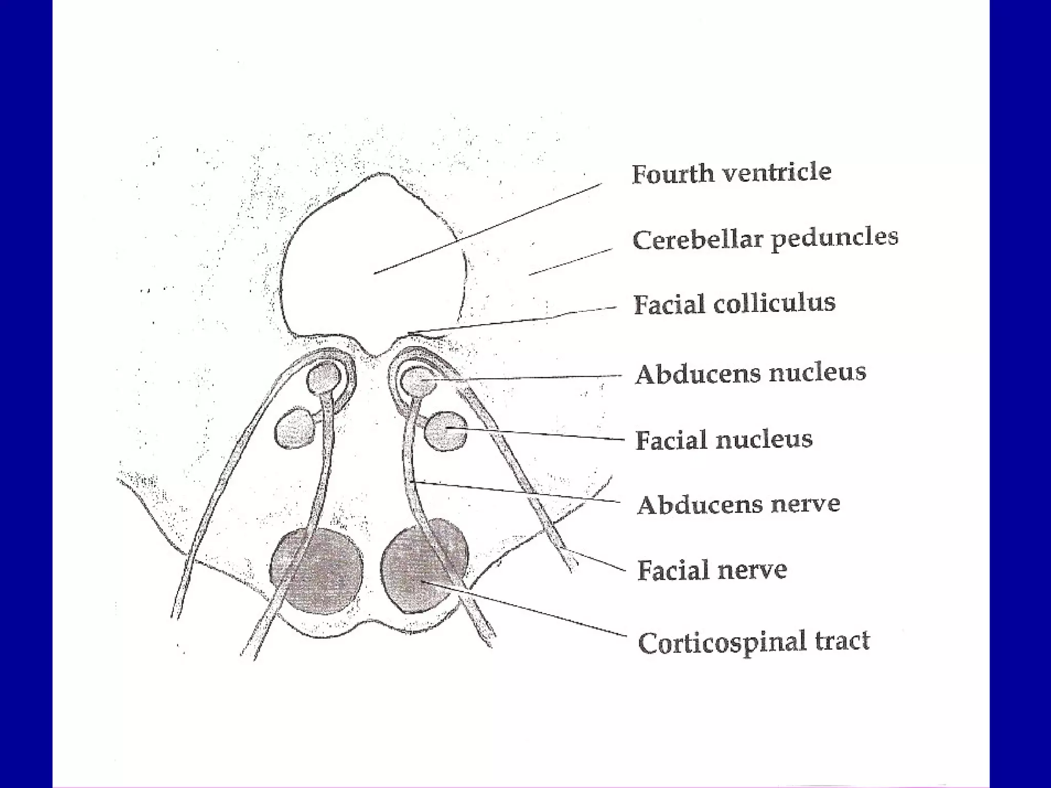 Abducent nerve | PPT