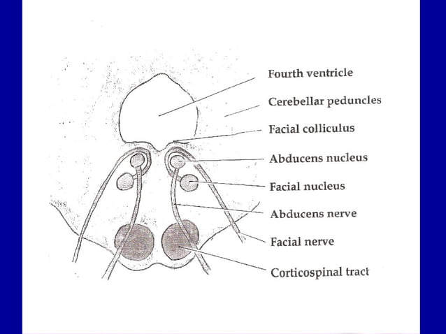 Abducent nerve | PPT