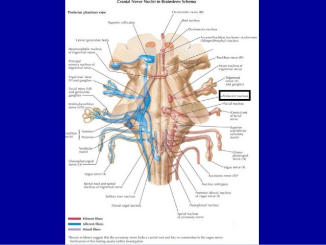Abducent Nerve