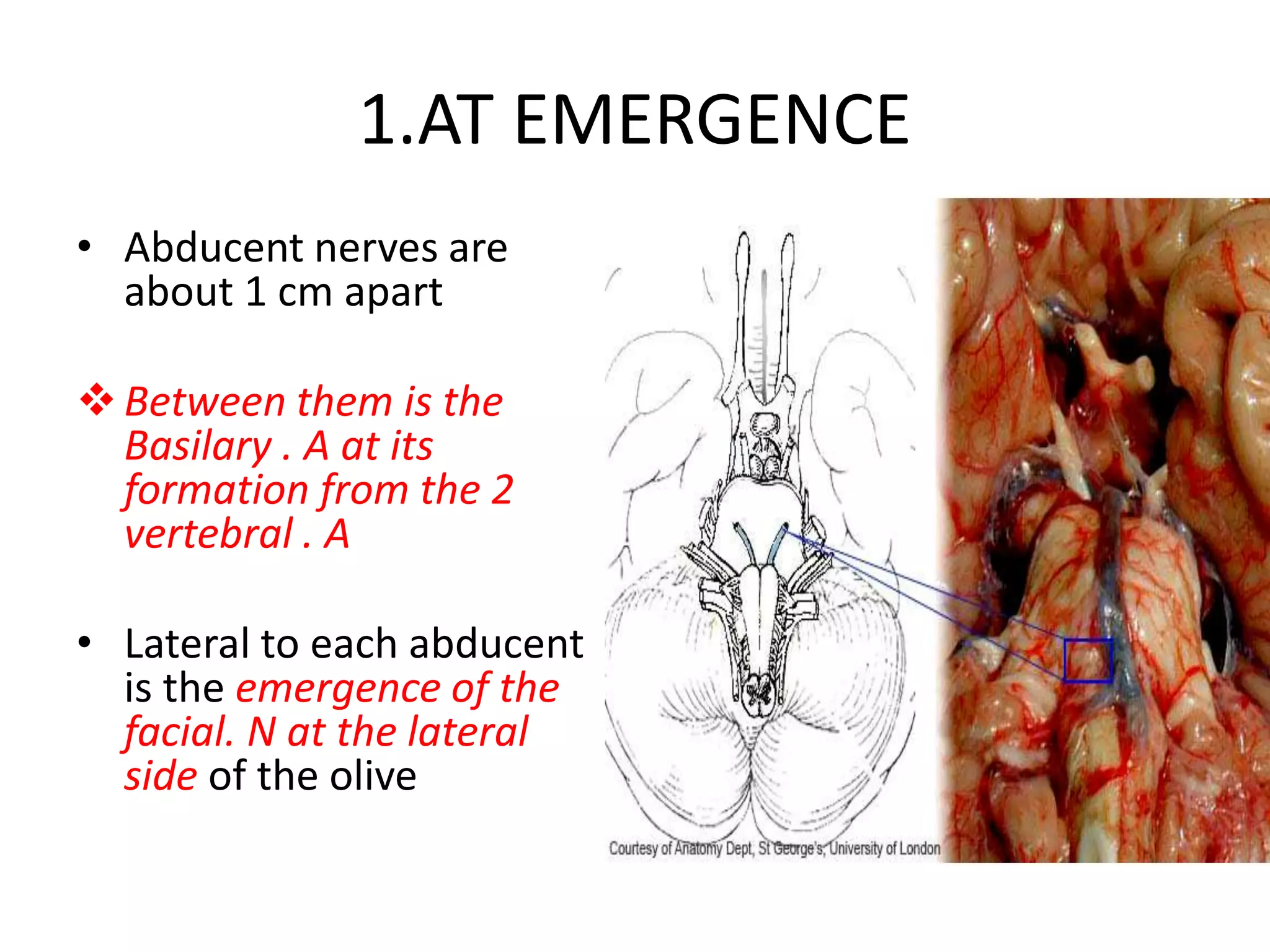 Abducent nerve clinical anatomy | PPTX