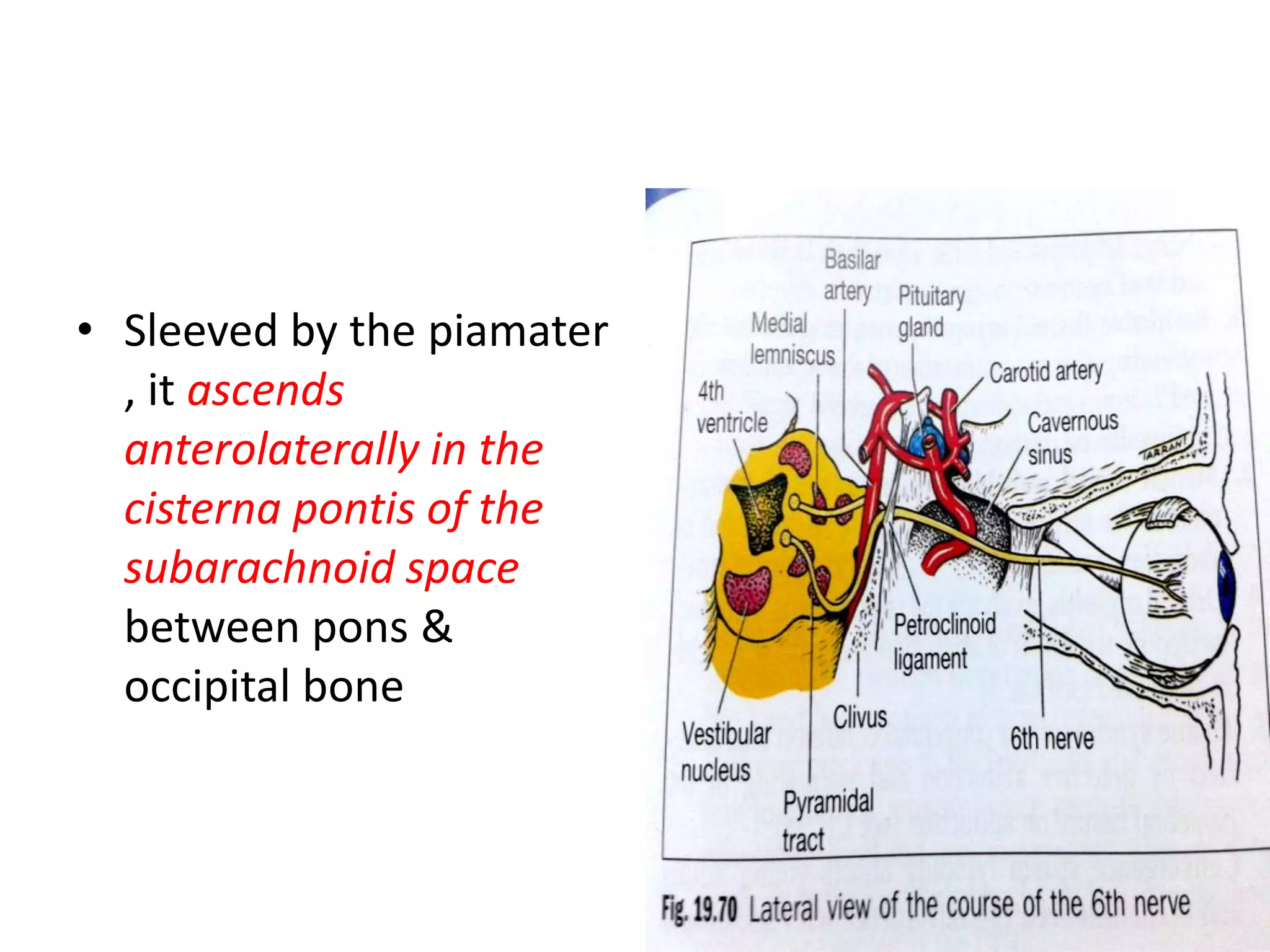 Abducent nerve clinical anatomy | PPTX