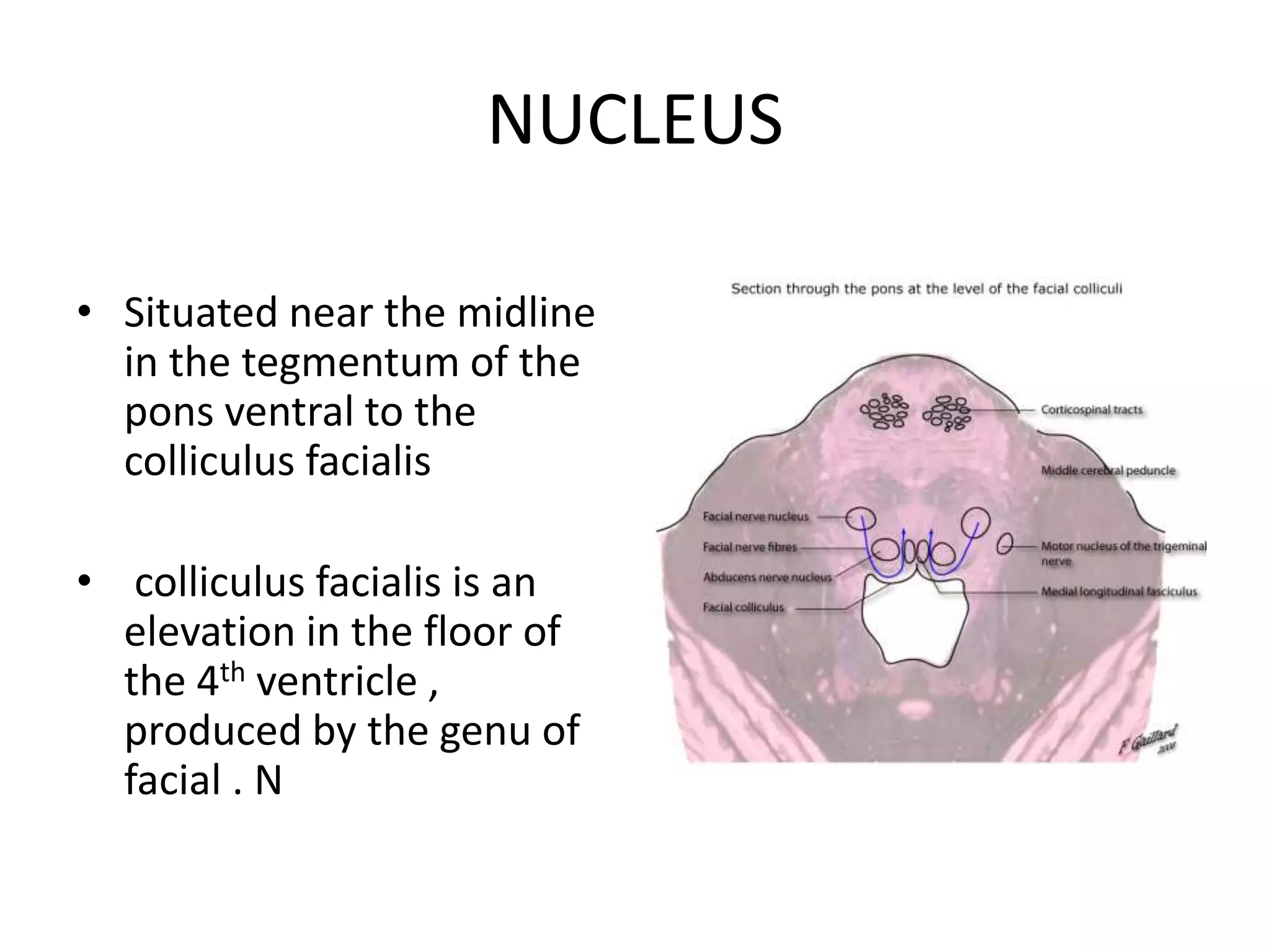 Abducent nerve clinical anatomy | PPTX