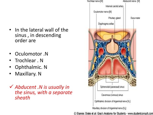 Abducent nerve clinical anatomy | PPTX | Ear, Nose and Throat ...