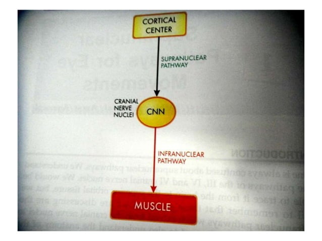 Abducent nerve clinical anatomy | PPTX | Ear, Nose and Throat ...
