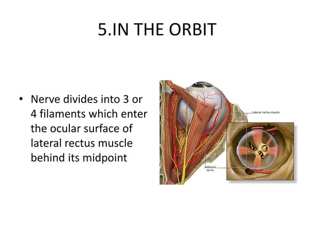 Abducent nerve clinical anatomy | PPTX | Ear, Nose and Throat ...