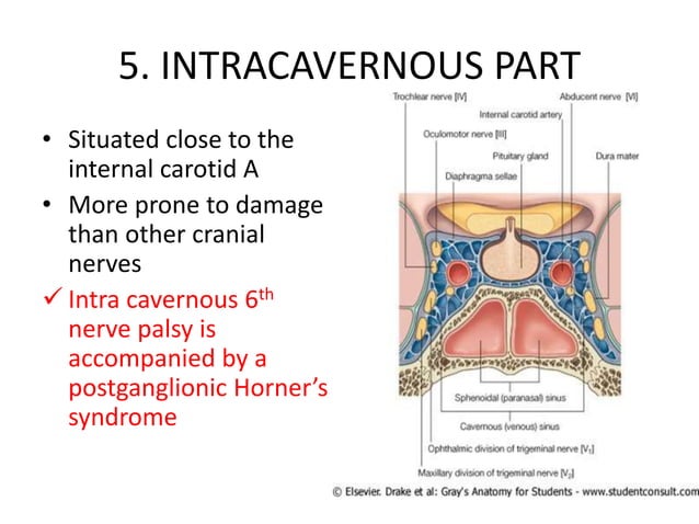 Abducent nerve clinical anatomy | PPTX | Ear, Nose and Throat ...