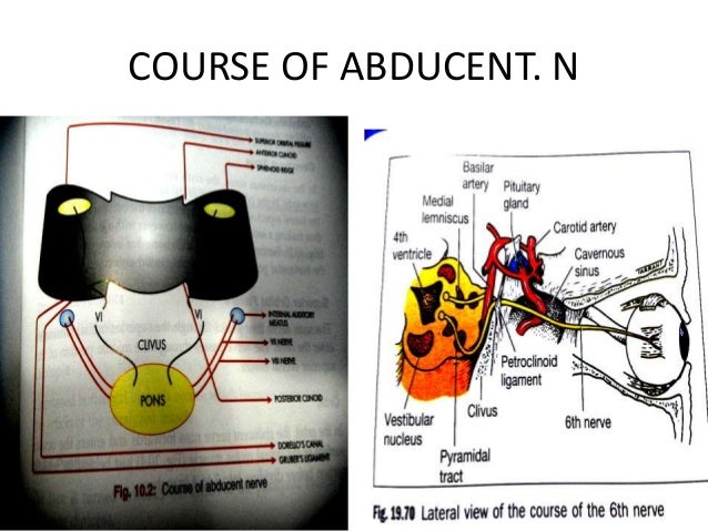 Abducent nerve clinical anatomy