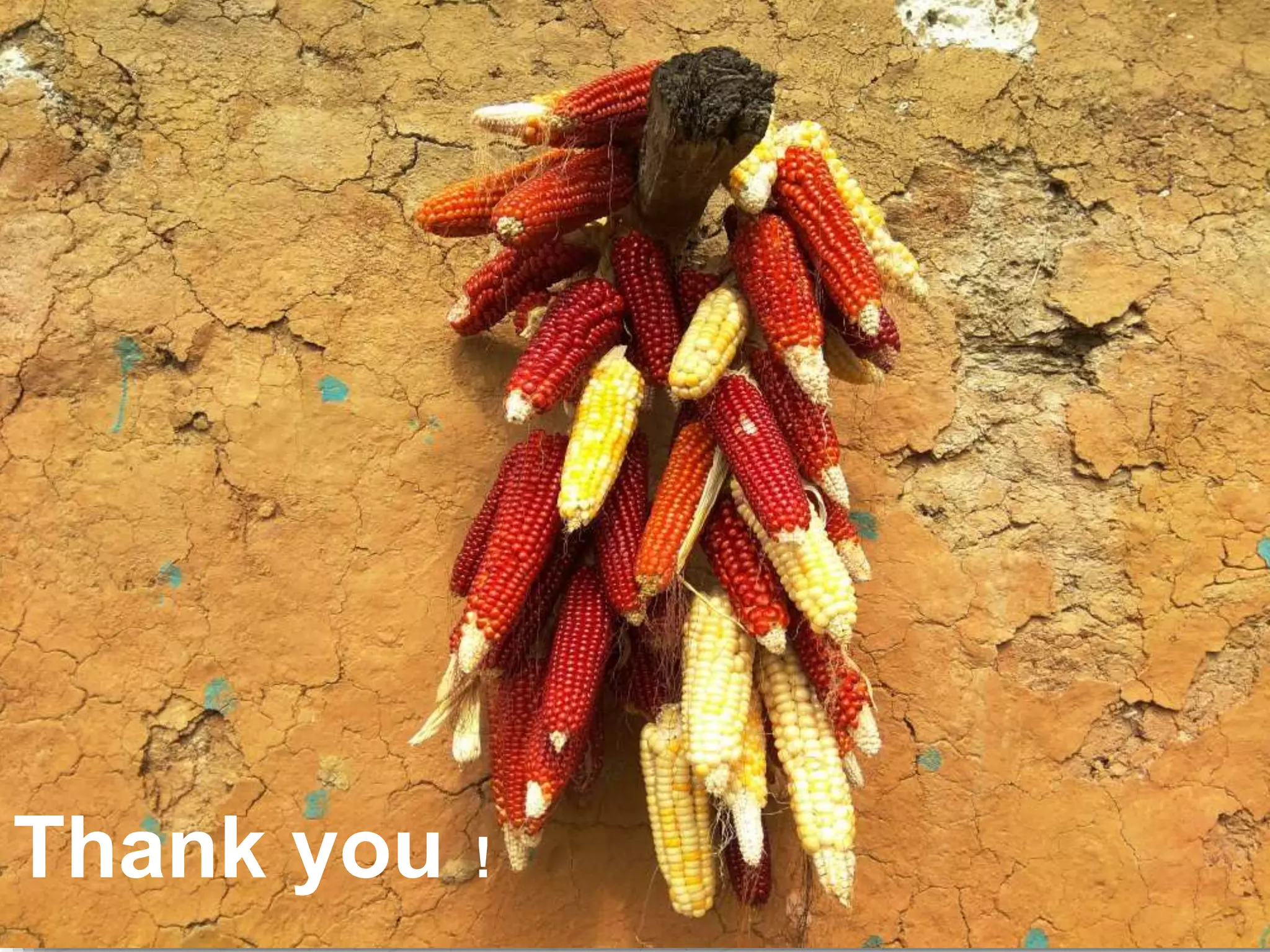 Adaptation pattern of biofortified maize in Nepal | PPTX