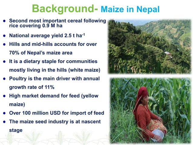 Adaptation pattern of biofortified maize in Nepal | PPTX