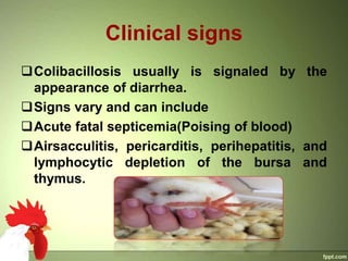 Abdul basit presenation | PPT