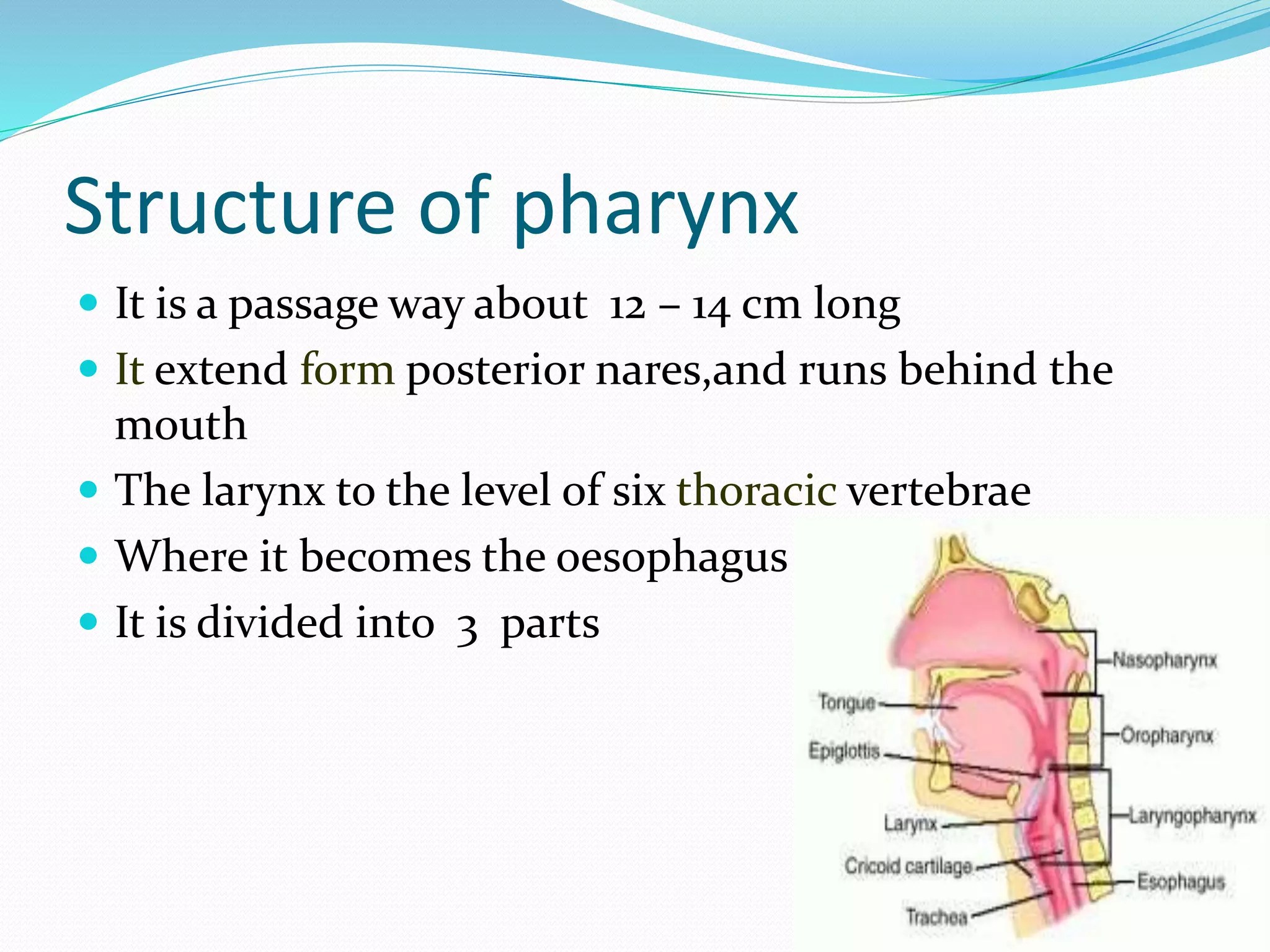 pharynx and larynx | PPTX