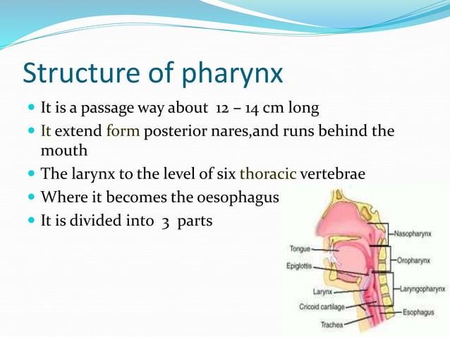 pharynx and larynx | PPTX