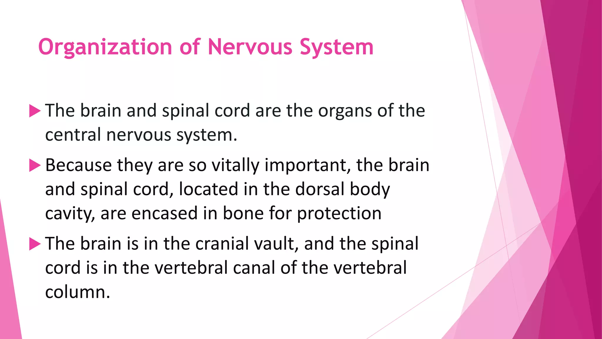 Organization of nervous system | PDF