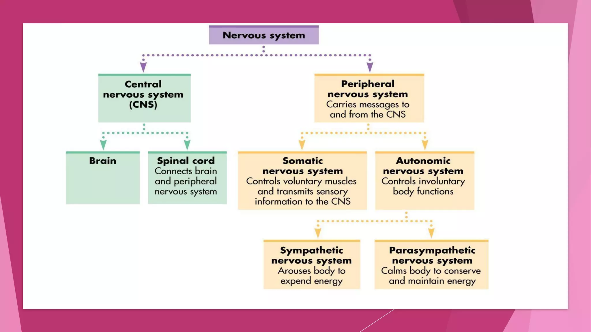 Organization of nervous system | PDF