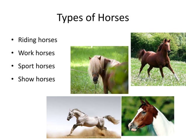 Abdulla horse riding ... presentation | PPTX | Equine Sports | Sports