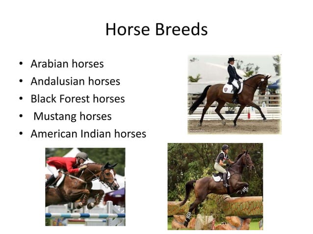 Abdulla horse riding ... presentation | PPT