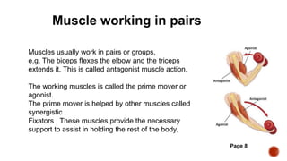 neuromuscular coordination | PPTX
