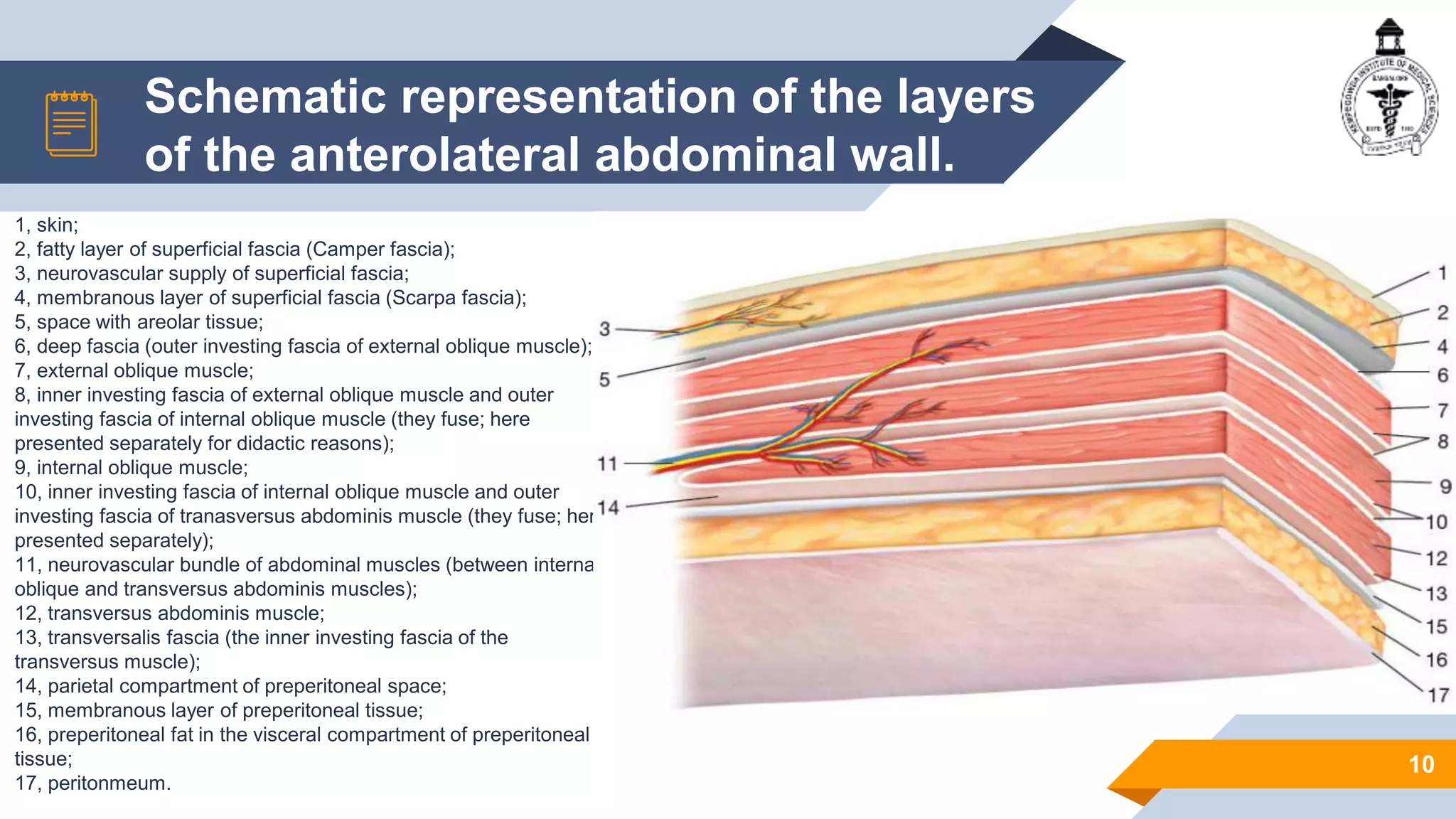 Anatomy Of Anterior Abdominal Wall Pptx