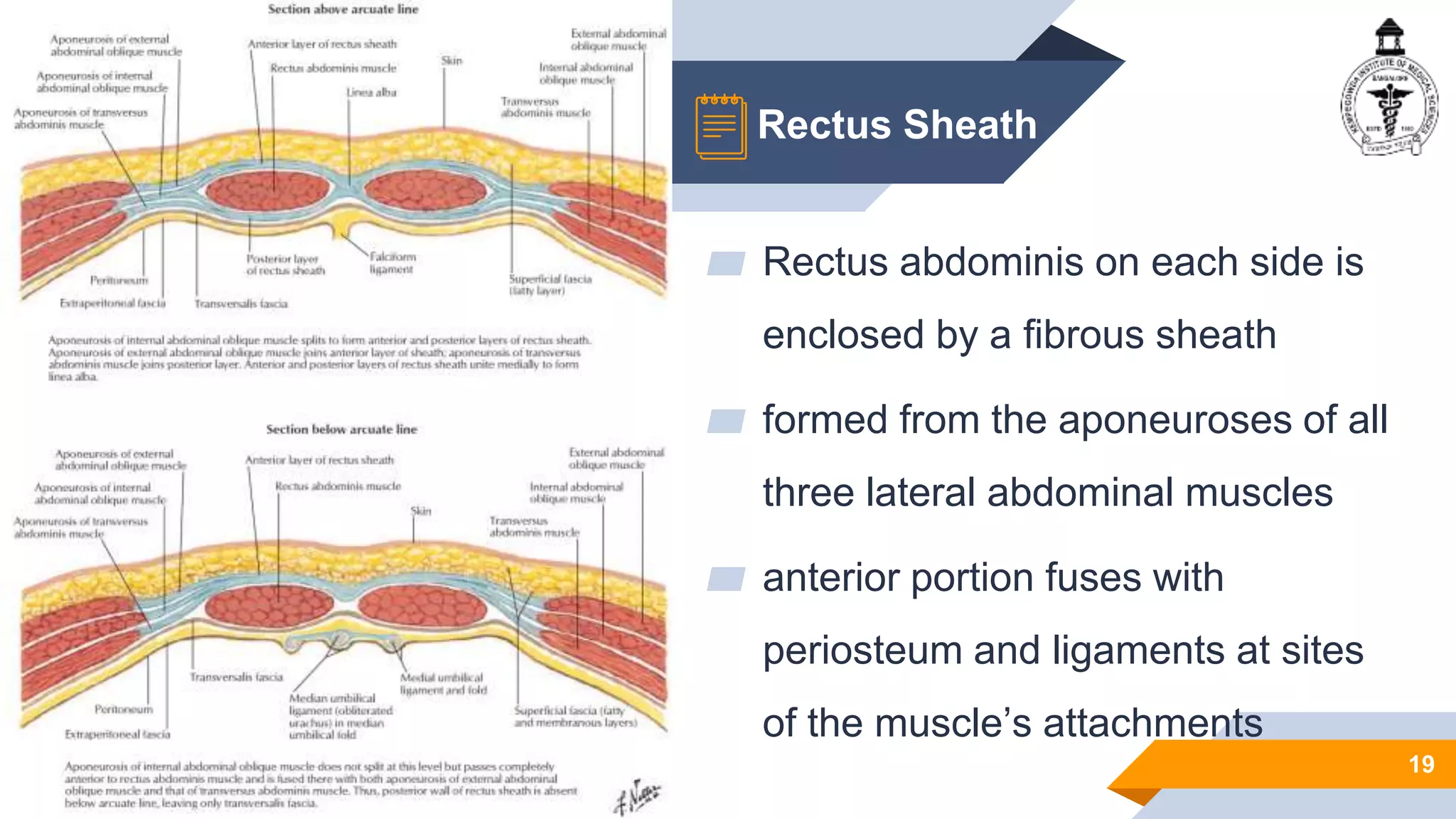 ANATOMY OF ANTERIOR ABDOMINAL WALL | PPTX