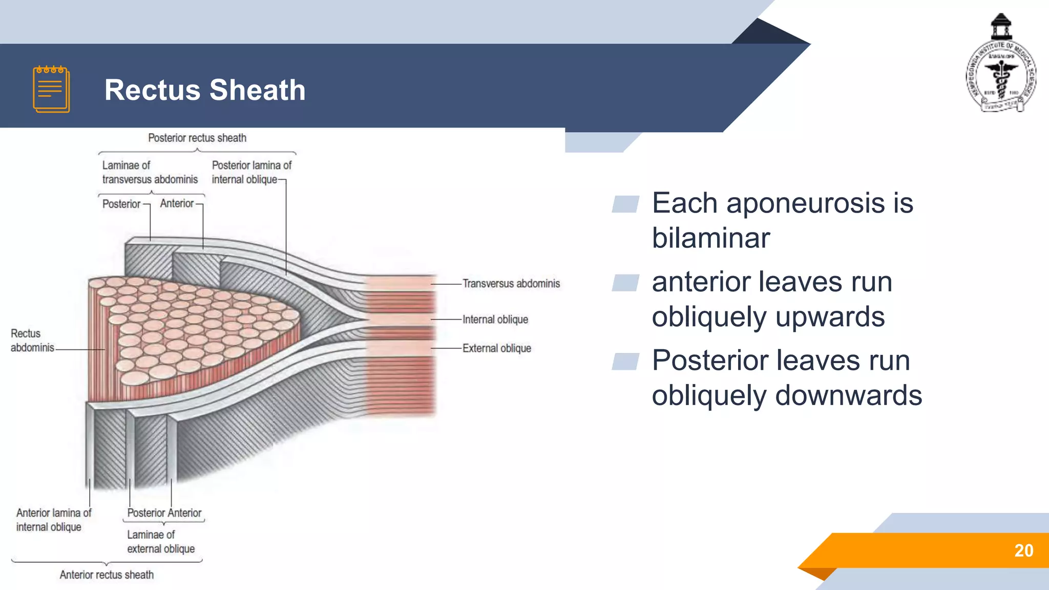 ANATOMY OF ANTERIOR ABDOMINAL WALL | PPTX