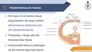 Fascia Transversalis