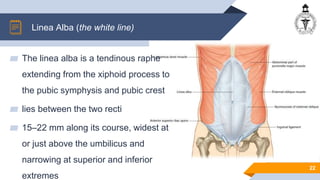 Linea Semicircularis