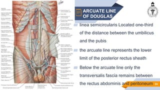 Linea Semicircularis