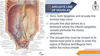 Arcuate Line Abdomen