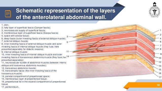 ANATOMY OF ANTERIOR ABDOMINAL WALL