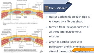Abdominal wall anatomy wall anatomy.pptx