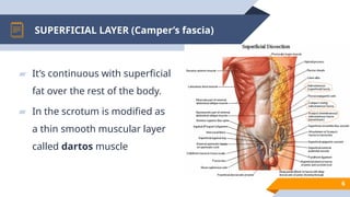 Abdominal wall anatomy wall anatomy.pptx