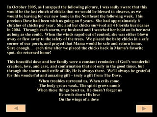 A Beautiful Dove | PPT