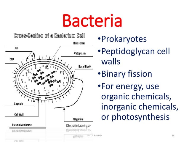 MEDICAL MICROBIOLOGY revisiting the history by Dr.TV.Rao MD medical ...